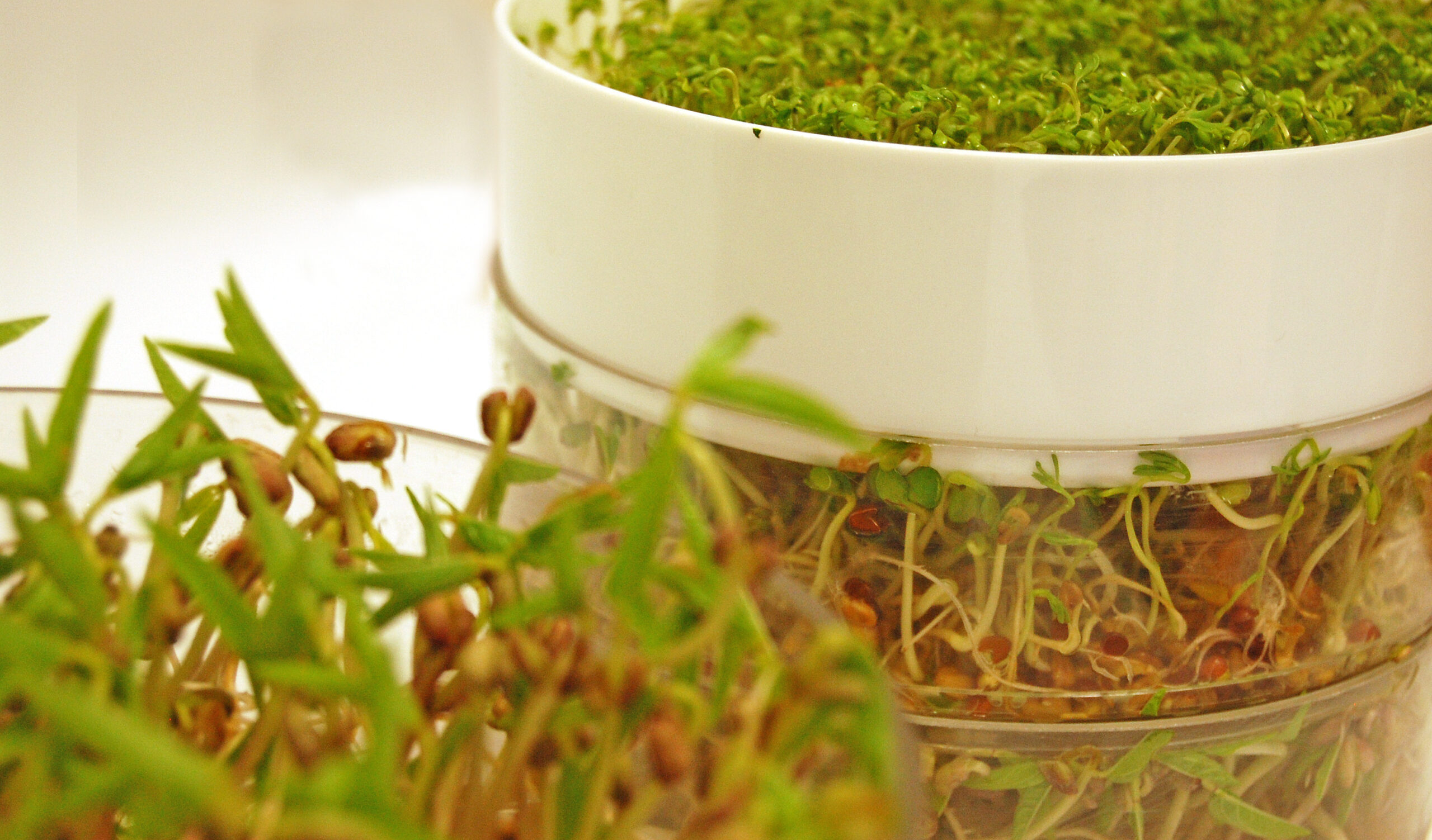 Sprossen selber ziehen | Wir leben nachhaltig