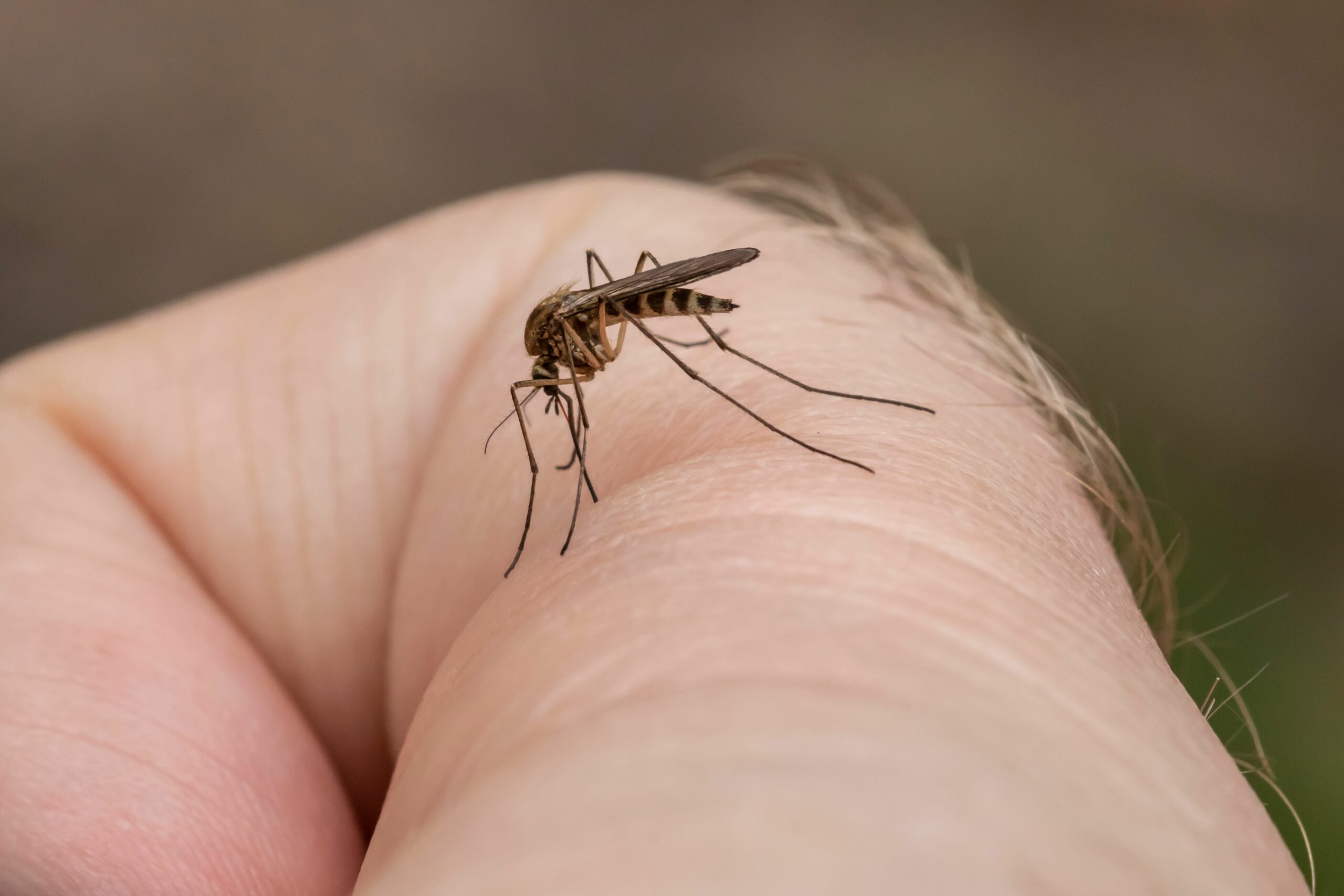Gelsen und Stechmücken natürlich bekämpfen | Wir leben nachhaltig