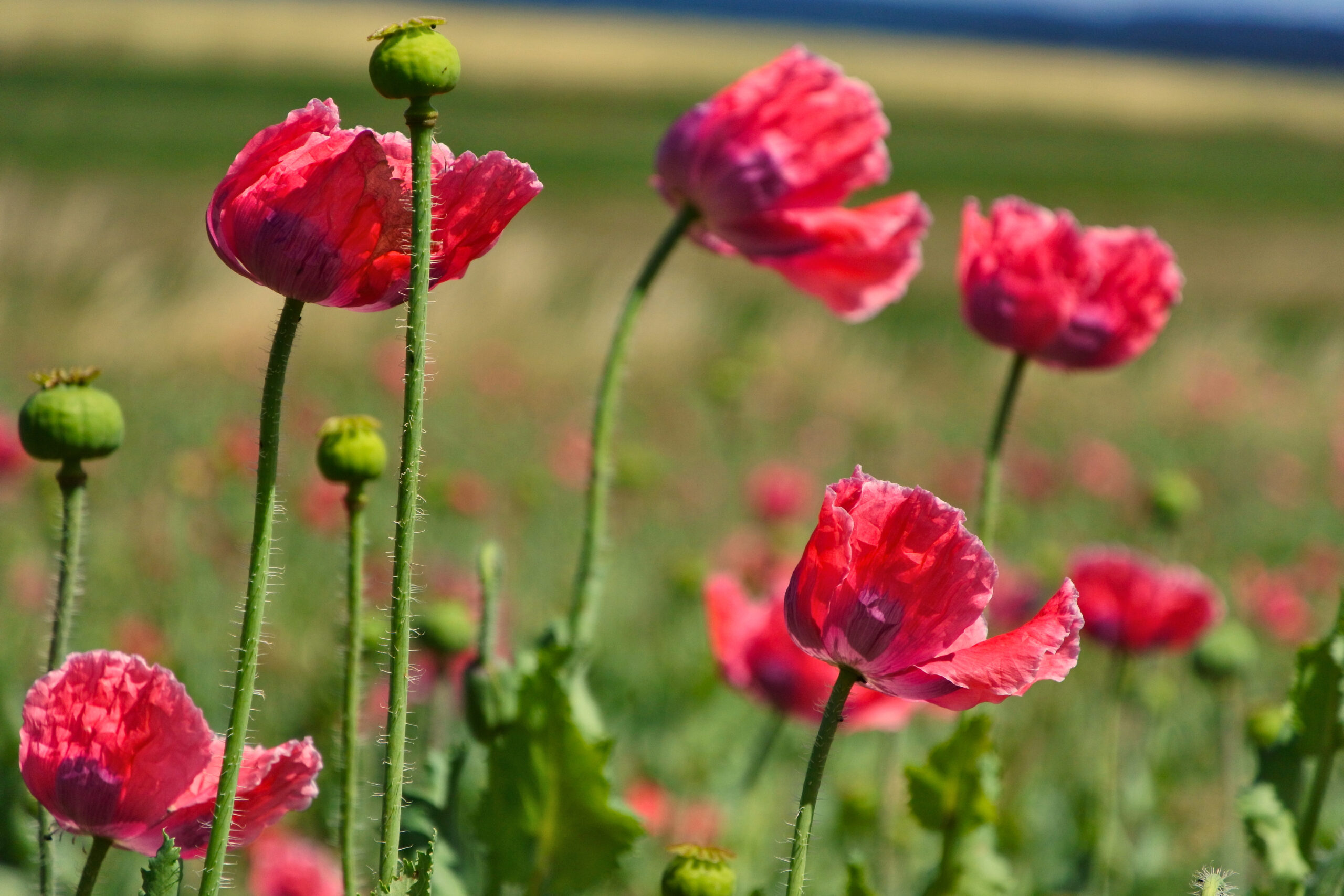 Mohn, die regionale Spezialität | Wir leben nachhaltig